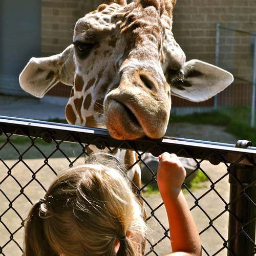 NEW Zoo & Adventure Park