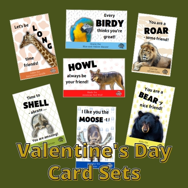 NEW Zoo & Adventure Park